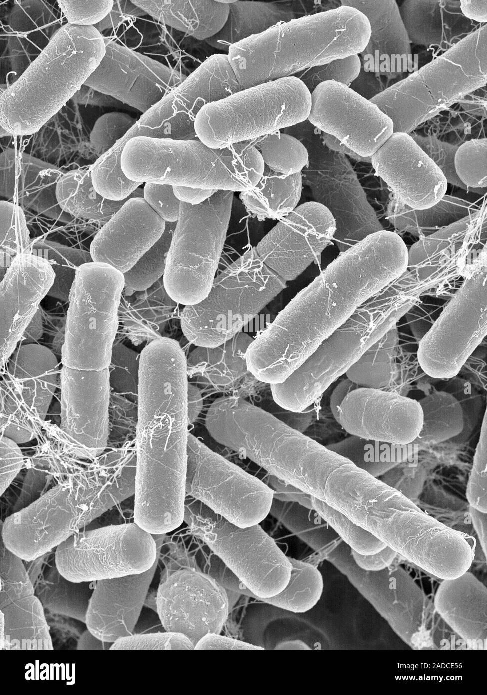 Scanning electron micrograph (SEM) of Bacteroides sp., rod shaped ...