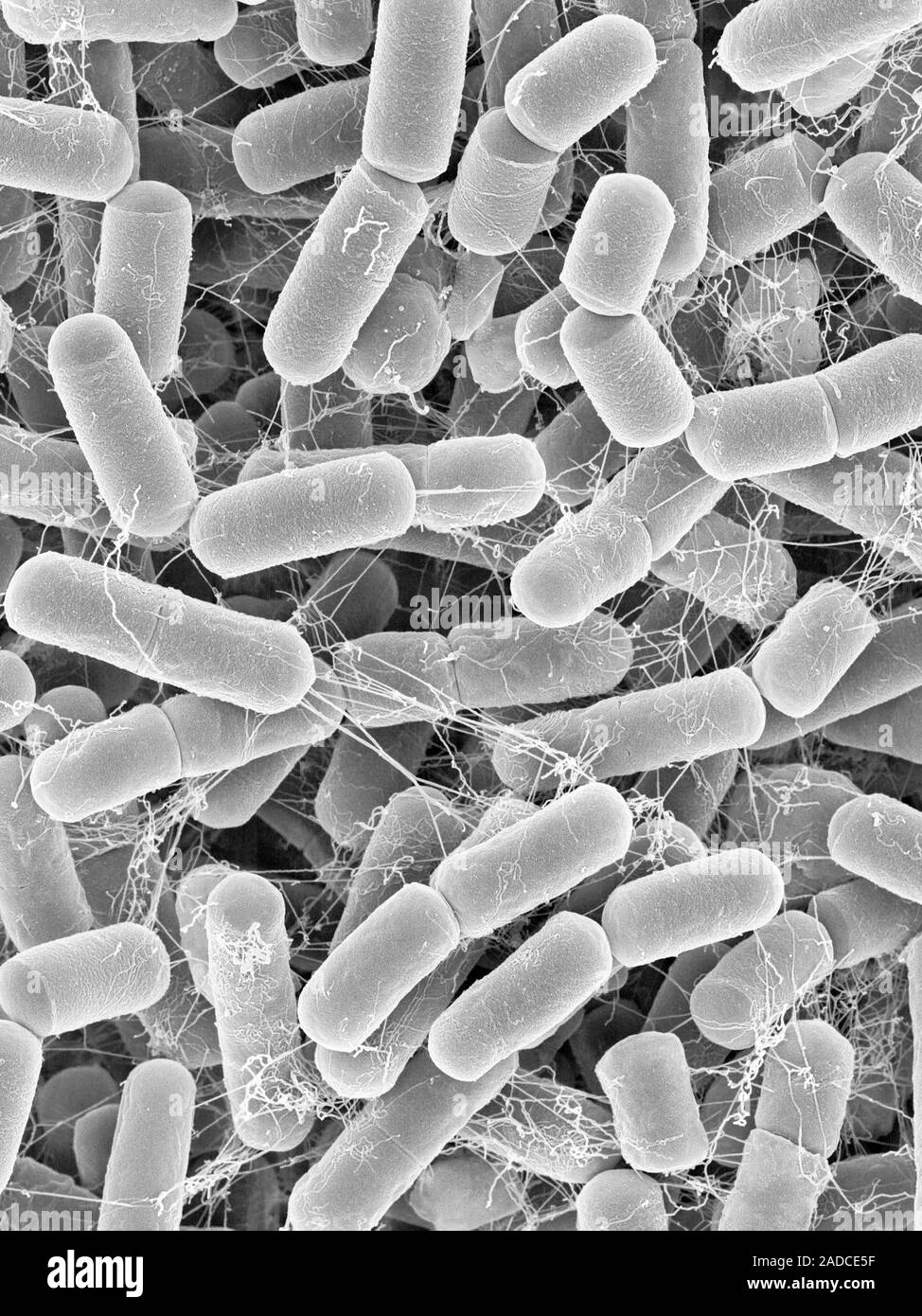 Scanning electron micrograph (SEM) of Sulfitobacter pontiacus, Gram ... Scanning electron micrograph (SEM) of Sulfitobacter pontiacus, Gram ...