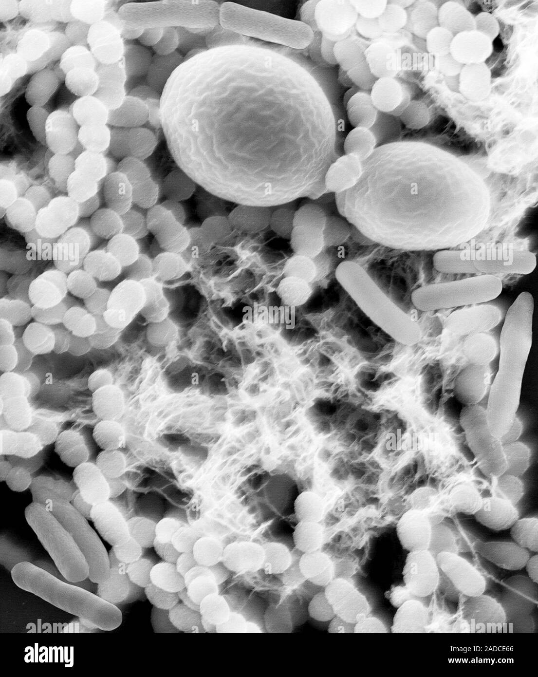 Scanning electron micrograph (SEM) of oral bacteria (bacilli and cocci ...
