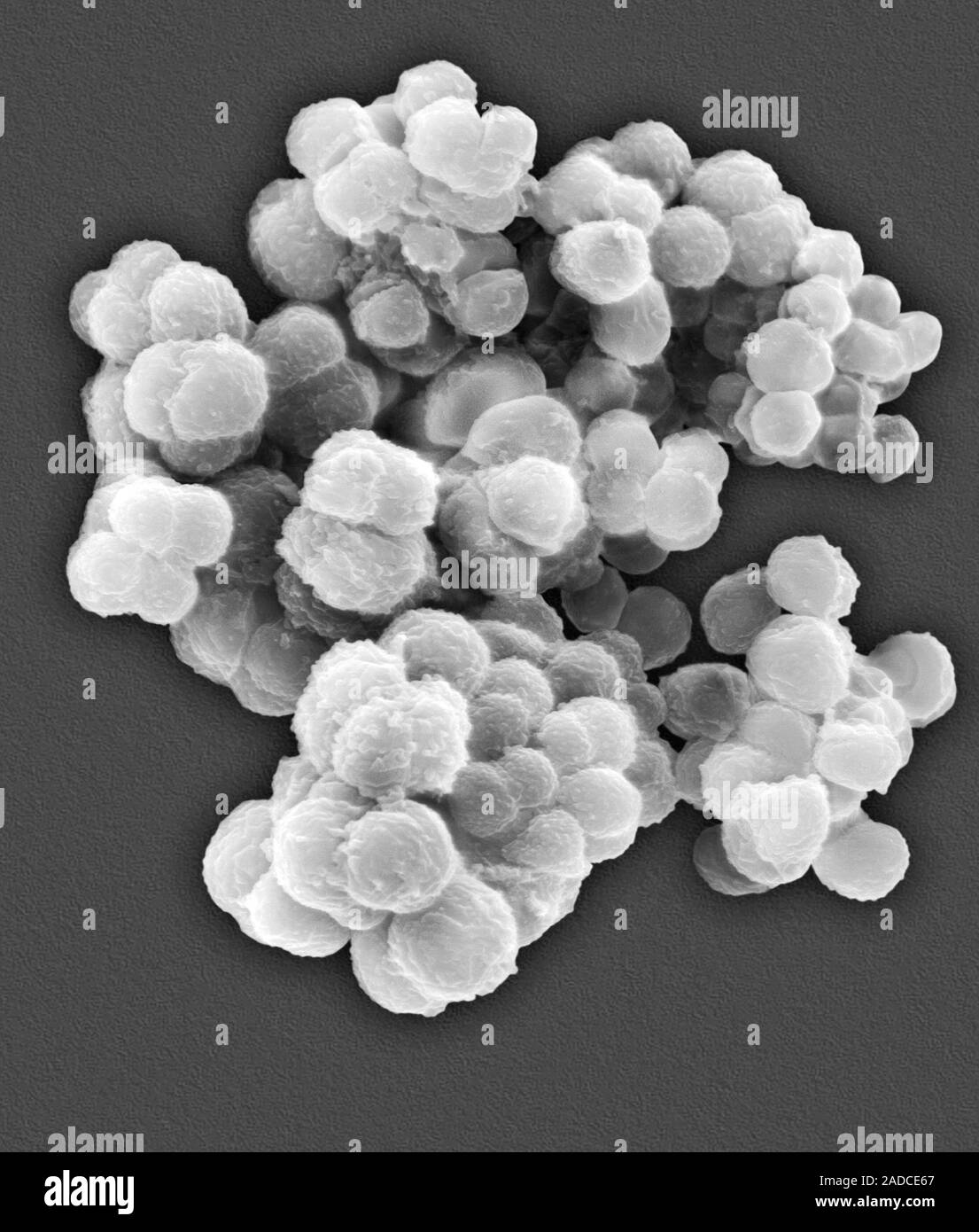 Scanning electron micrograph (SEM) of Kocuria rosea, Gram-positive ...