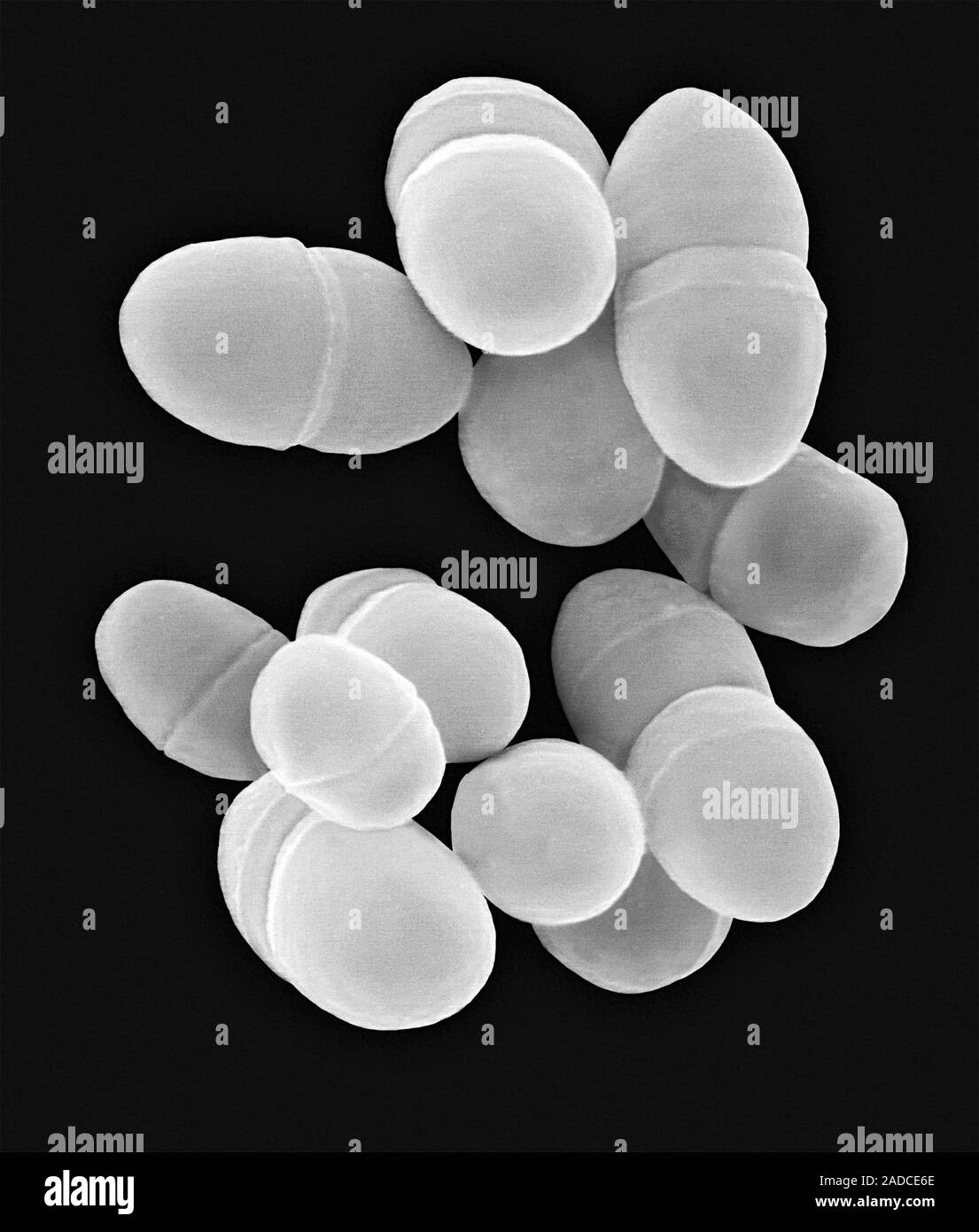 Scanning electron micrograph (SEM) of Lactococcus lactis, Gram-positive ...