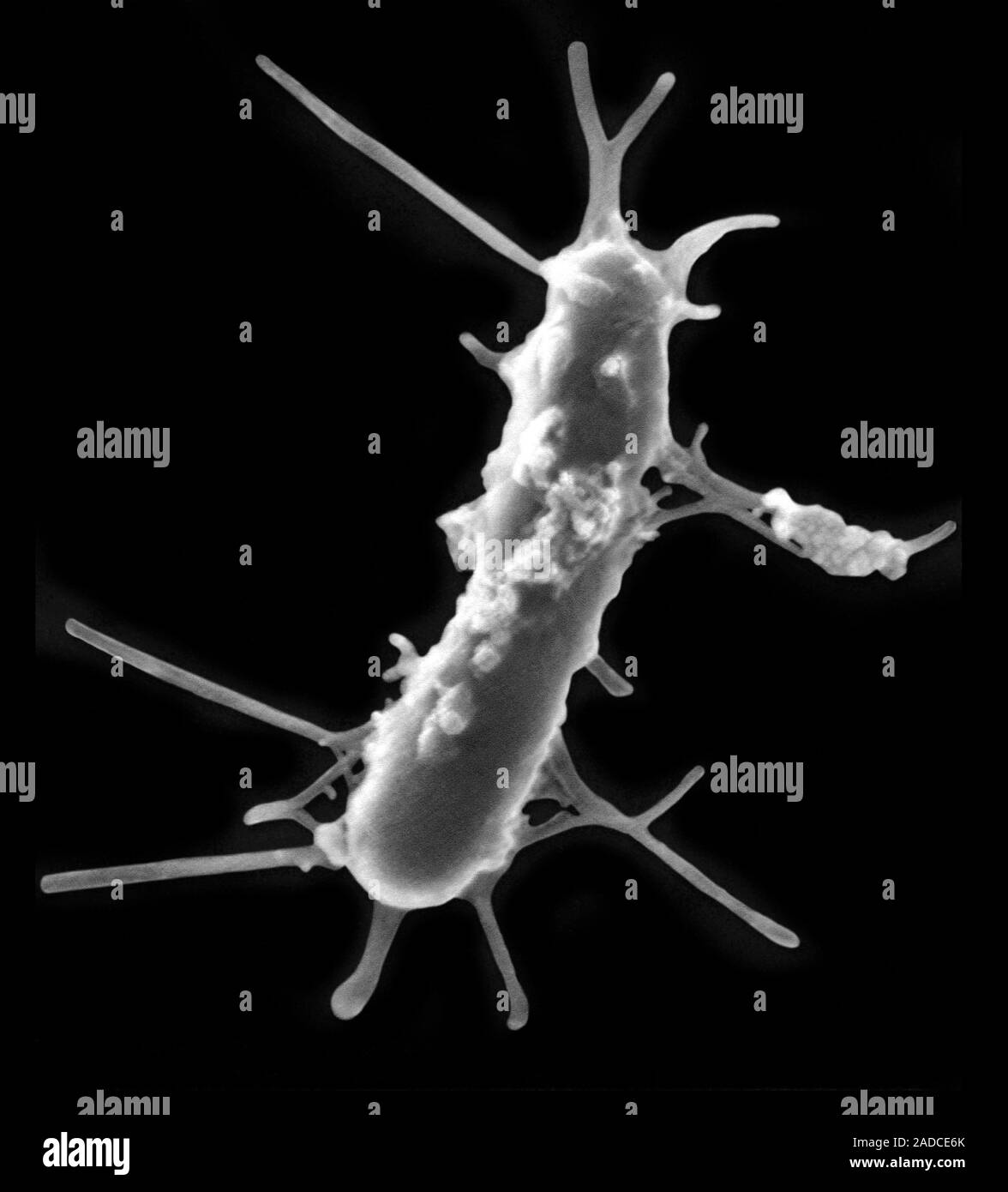 Scanning electron micrograph (SEM) of Marine anaerobic bacillus ...