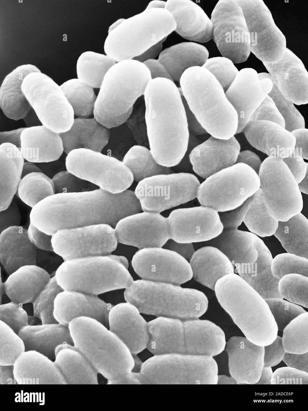 Scanning electron micrograph (SEM) of Chromatium sp., photoautotrophic ...