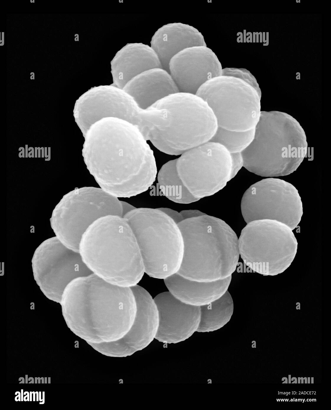 Scanning electron micrograph (SEM) of Deinococcus radiophilus, Gram ...
