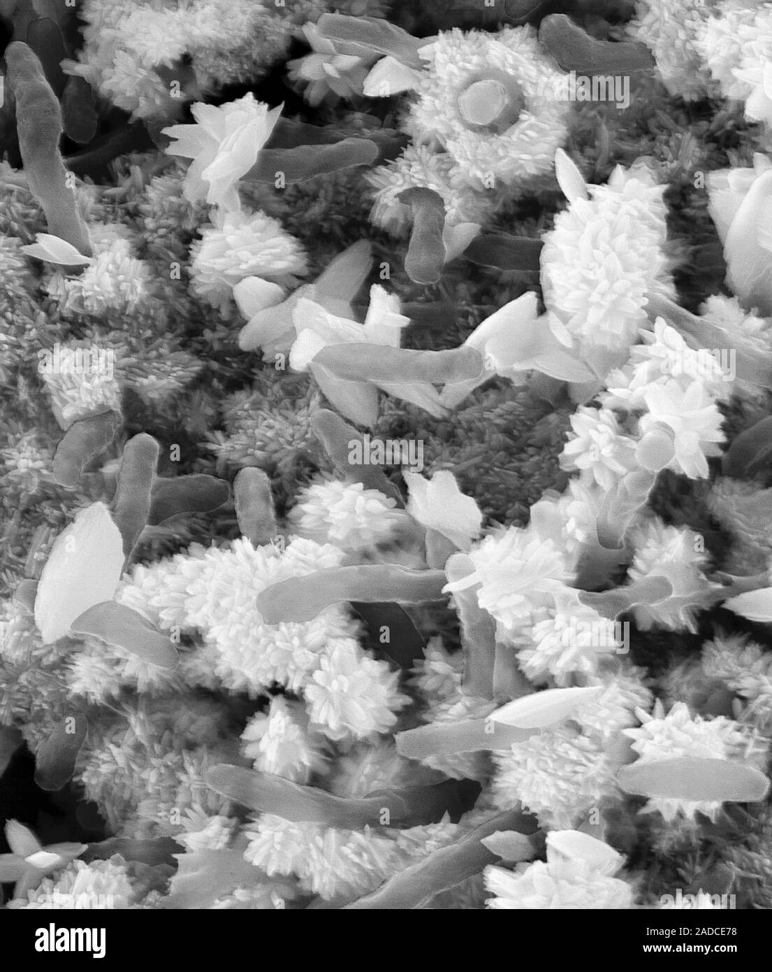 Scanning electron micrograph (SEM) of Purple nonsulfur bacterium ...