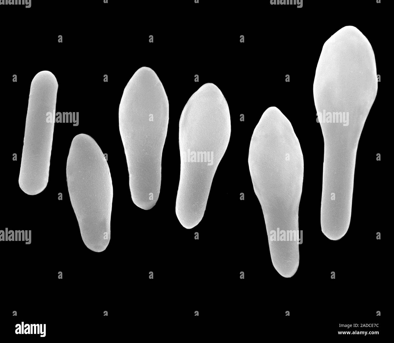 Scanning electron micrograph (SEM) of Clostridium spore formation and ...
