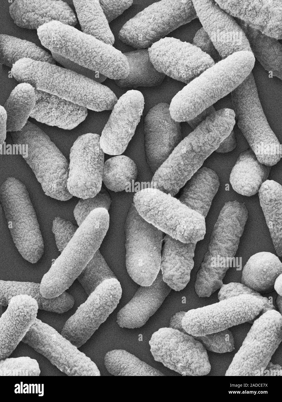 Scanning electron micrograph (SEM) of Cronobacter sakazakii, Gram ...
