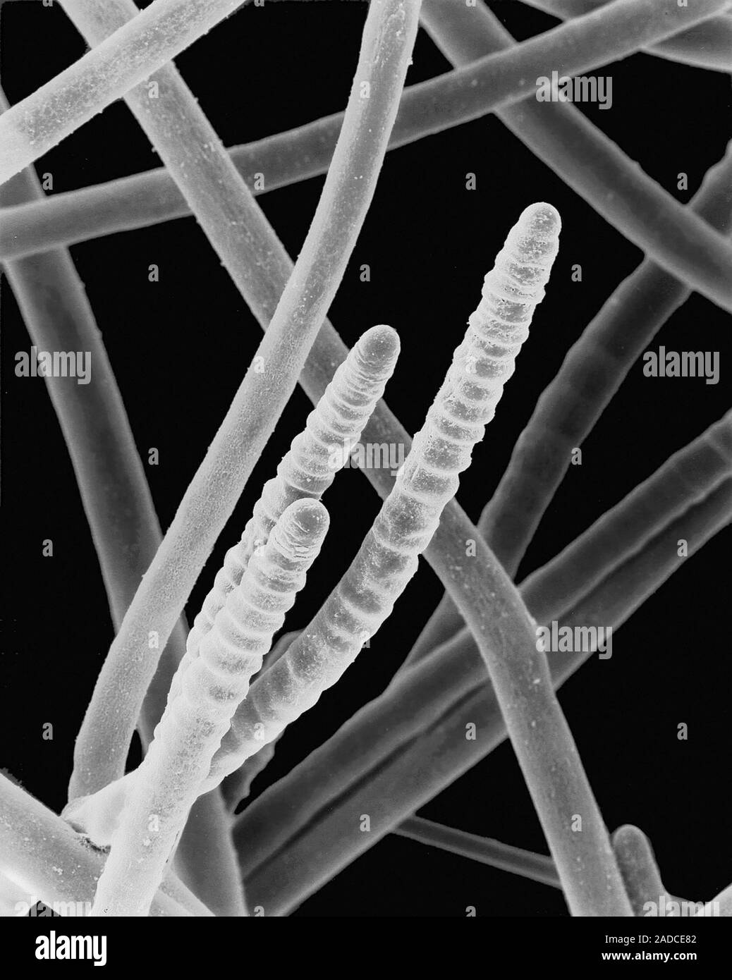 Scanning electron micrograph (SEM) of Scytonema sp., Gram negative ...