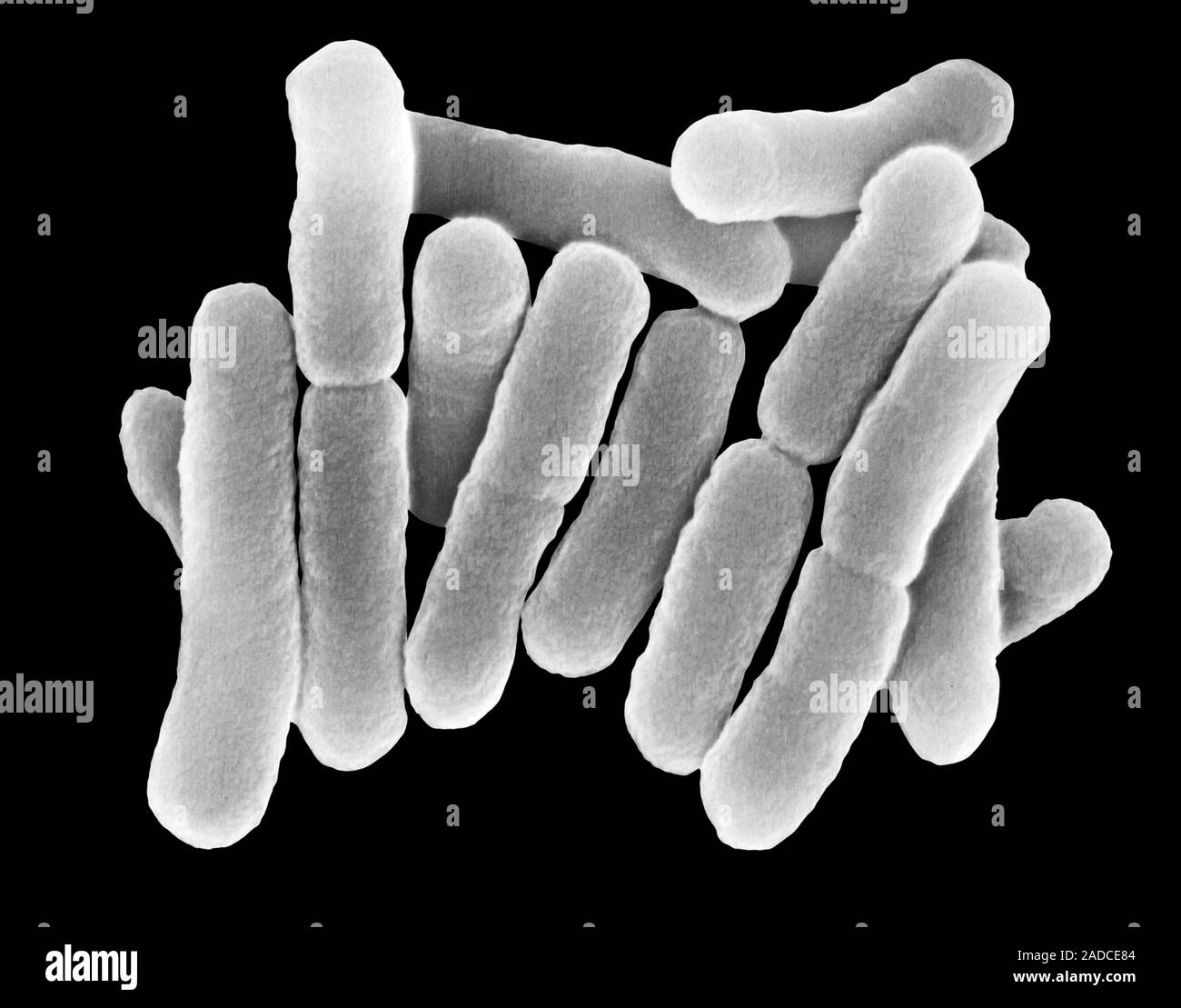 Scanning electron micrograph (SEM) of Salmonella typhi is a Gram ...