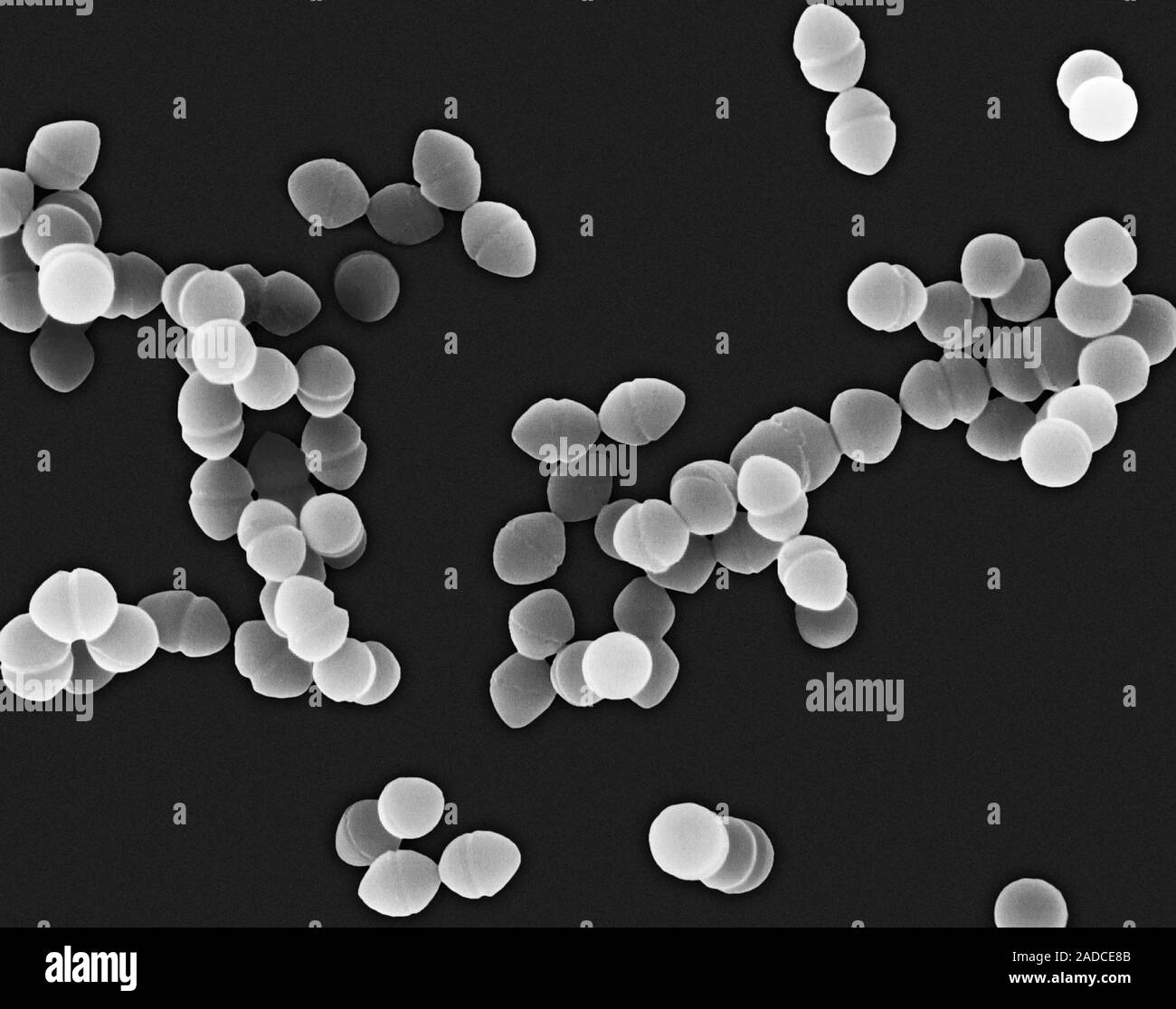 Scanning electron micrograph (SEM) of Enterococcus faecium (also known ...