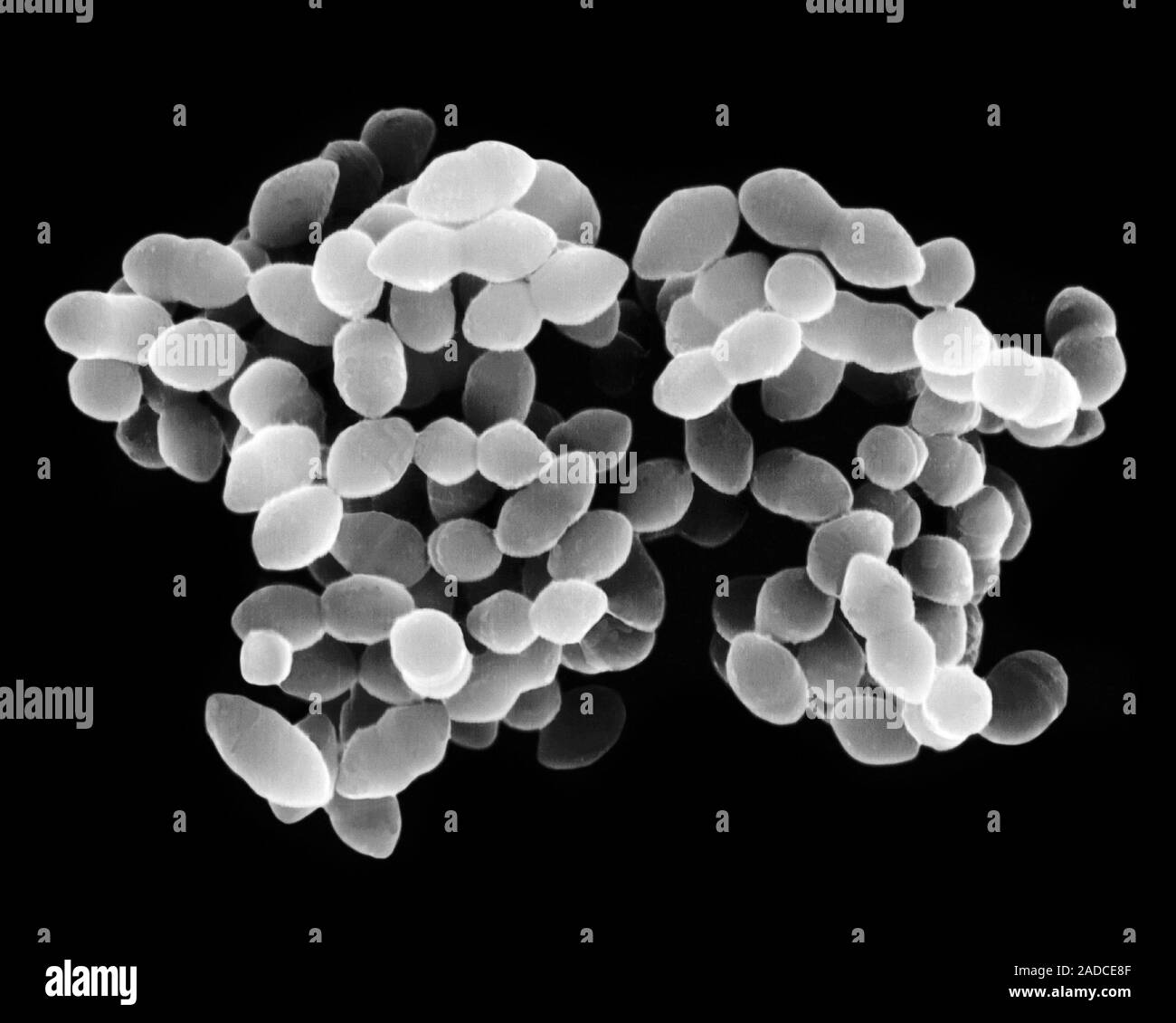 Scanning electron micrograph (SEM) of Gemella morbillorum, Gram ...