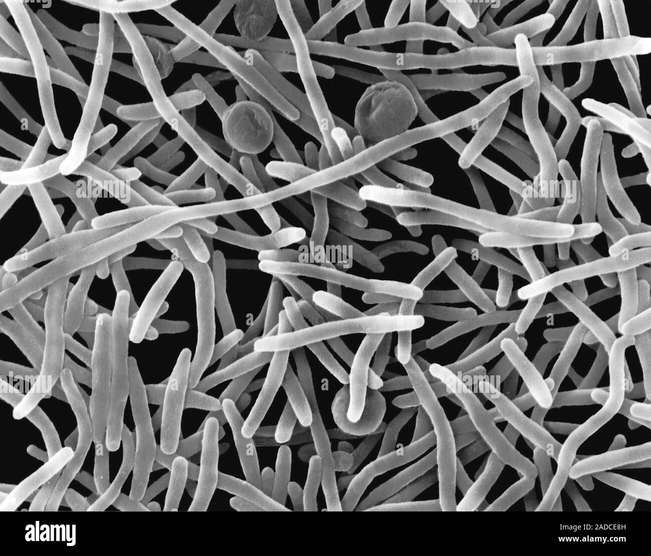 Scanning electron micrograph (SEM) of Capnocytophaga ochracea DF-1 ...