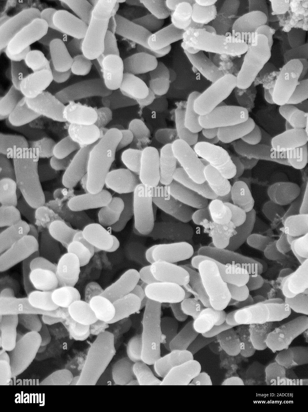 Scanning electron micrograph (SEM) of Mycobacterium leprae, Gram-positive, rod prokaryote ...