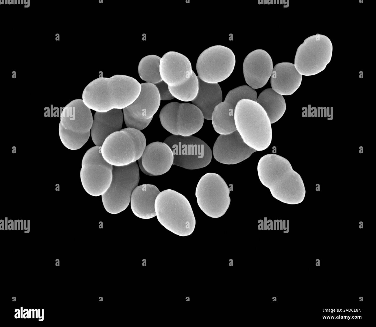 Scanning electron micrograph (SEM) of Streptococcus pneumoniae, Gram-positive, encapsulated ...