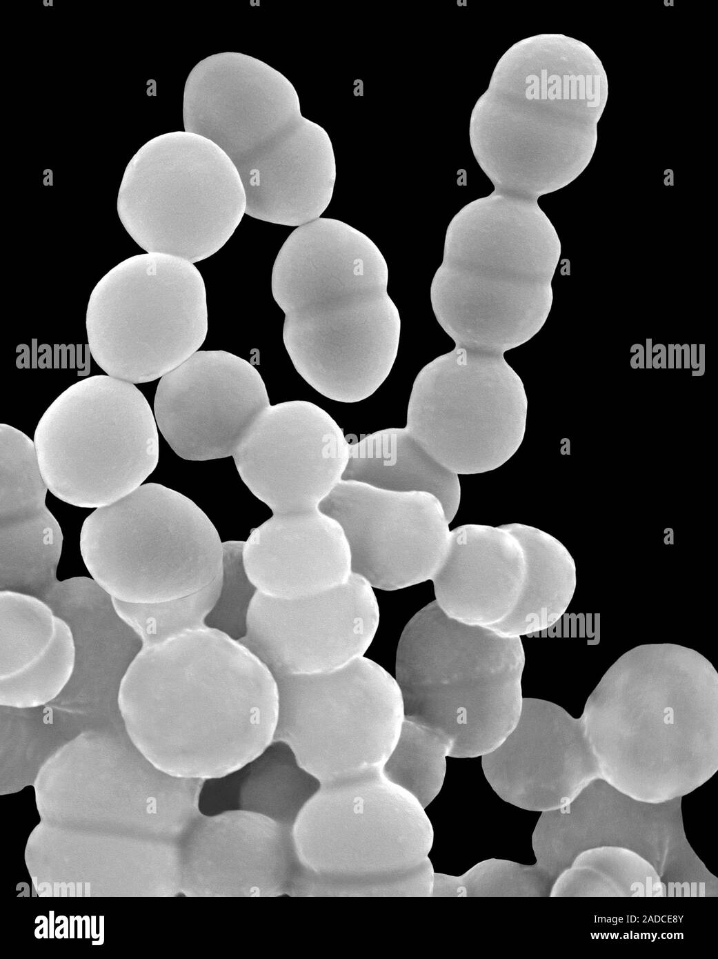 Scanning electron micrograph (SEM) of Staphylococcus epidermidis, Gram ...