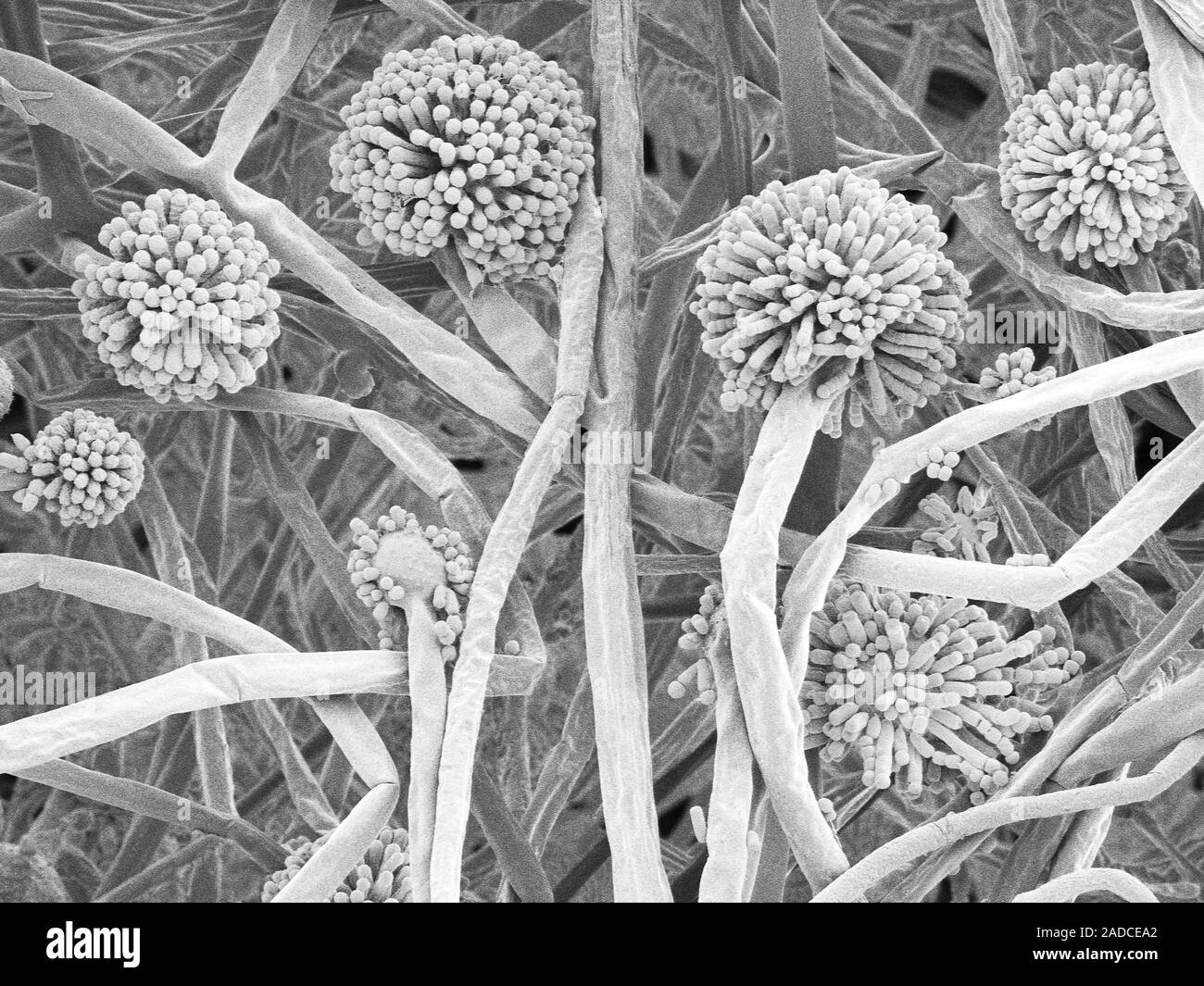 Scanning electron micrograph (SEM) of Syncephalastrum racemosum, a ...