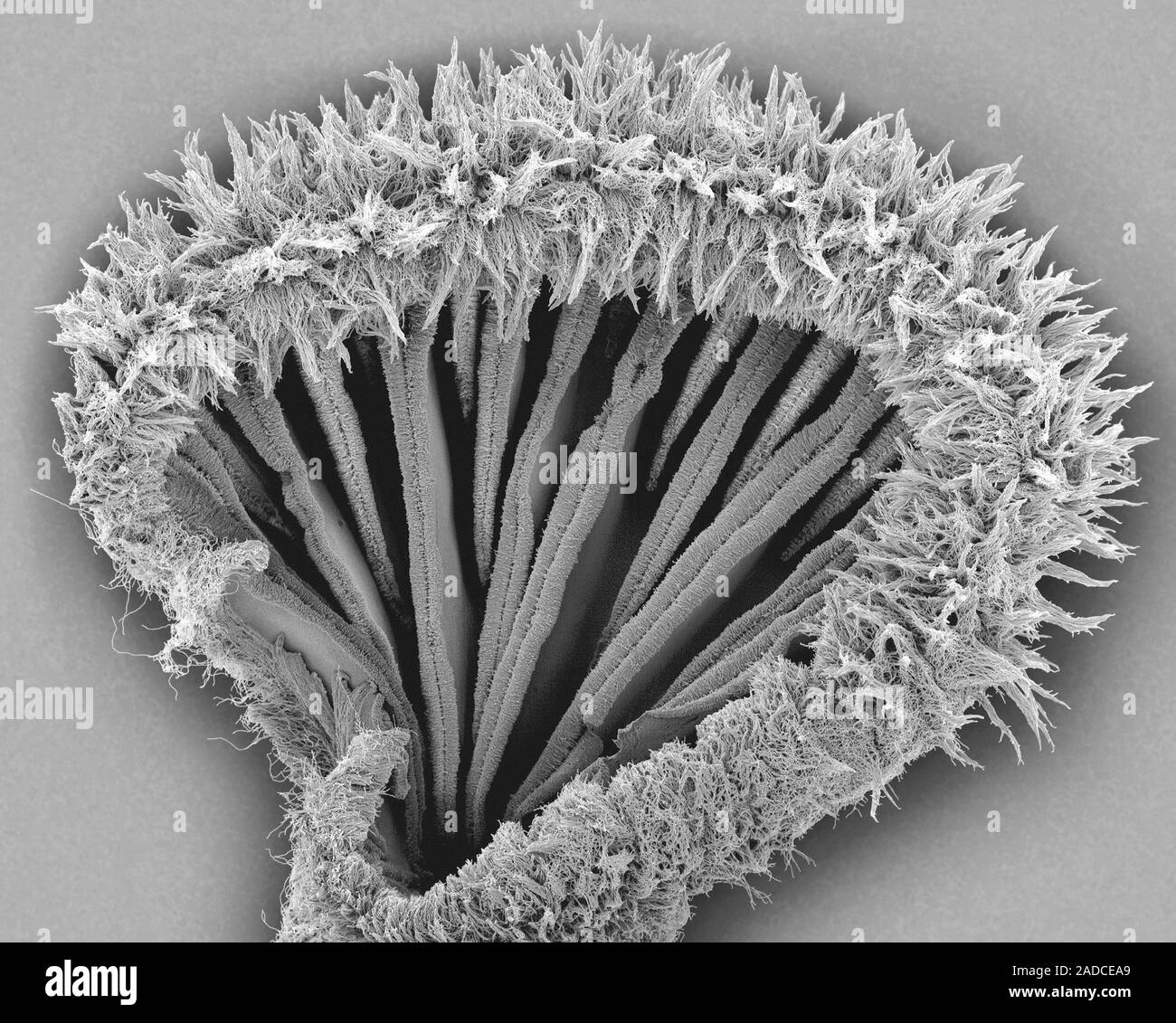 Scanning electron micrograph (SEM) of the bracket fungus basidiocarp ...