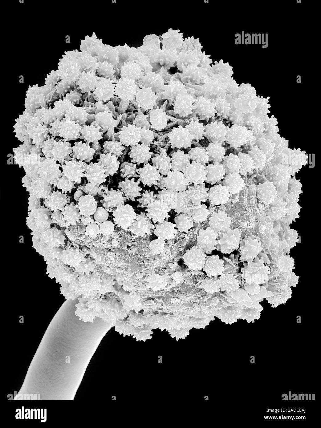 Scanning electron micrograph (SEM) of the black mould Aspergillus niger - fruiting structure and ...
