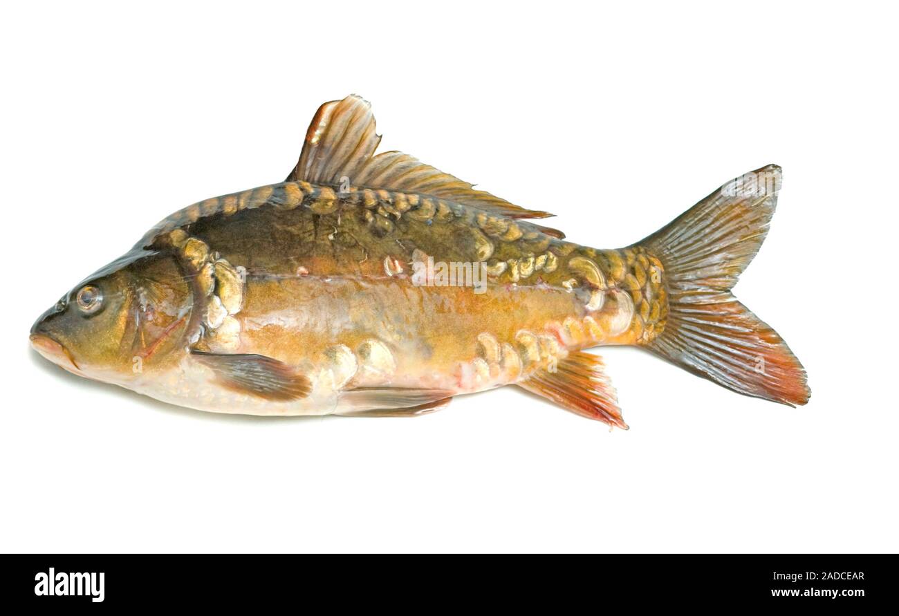 common carp isolated on white background Stock Photo - Alamy