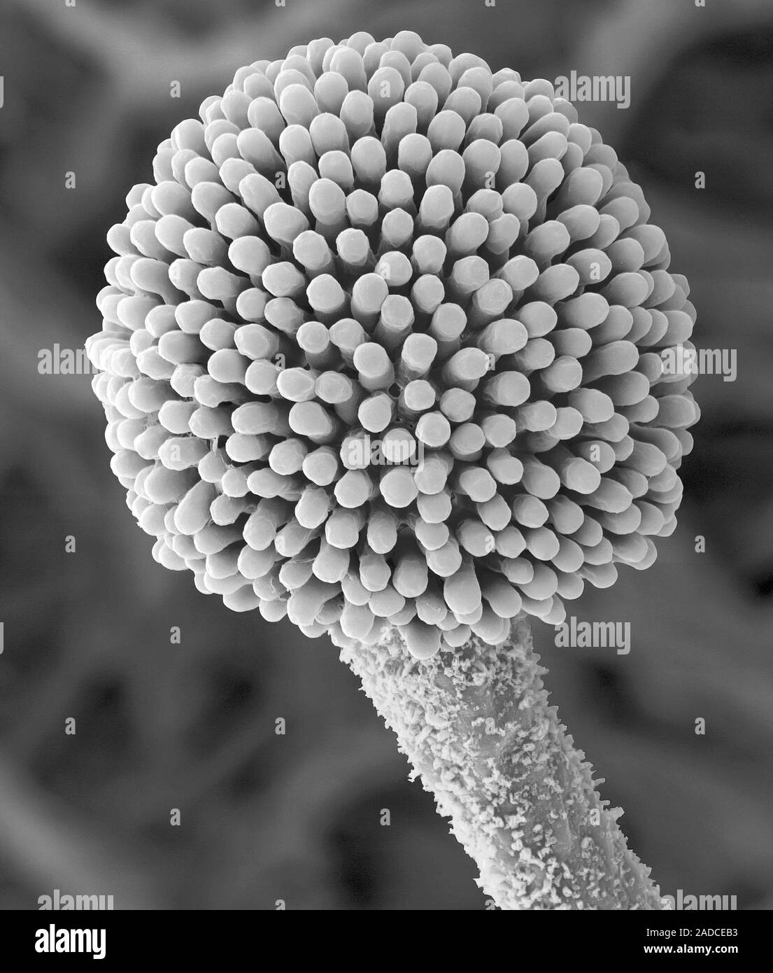 Scanning electron micrograph (SEM) of Developing mould fruiting structure, or conidiophore ...