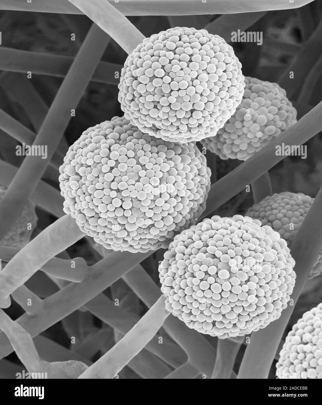 Scanning electron micrograph (SEM) of Thermophilic zygomycete fungus ...