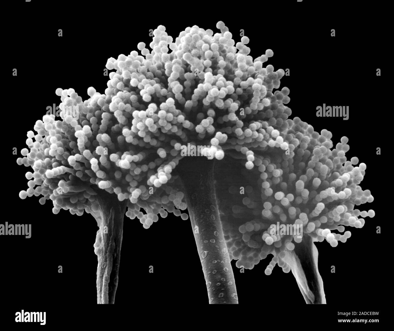 Scanning electron micrograph (SEM) of Mould fruiting structures (Aspergillus versicolor ...