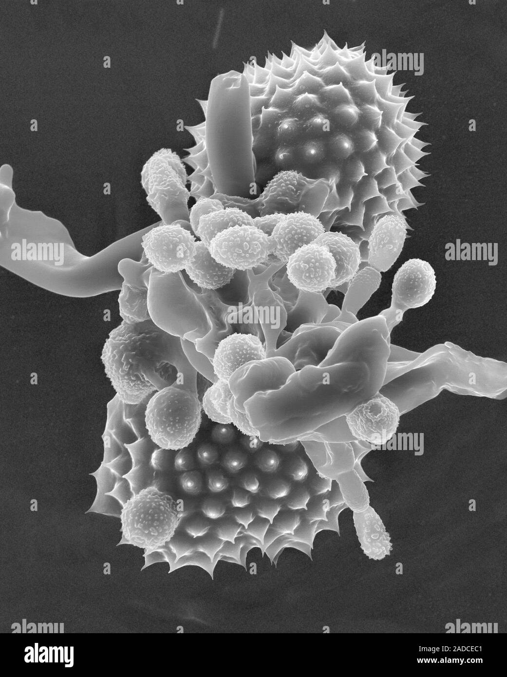 Scanning electron micrograph (SEM) of Powdery mildew mould hyphae and ...