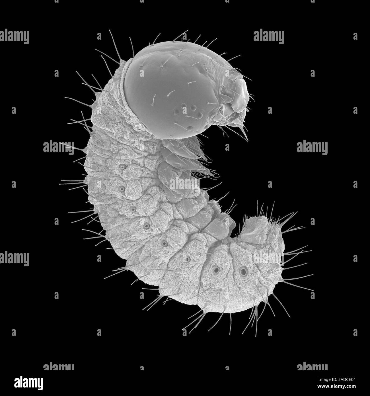 Scanning electron micrograph (SEM) of Monarch caterpillar, young larval ... Scanning electron micrograph (SEM) of Monarch caterpillar, young larval ...