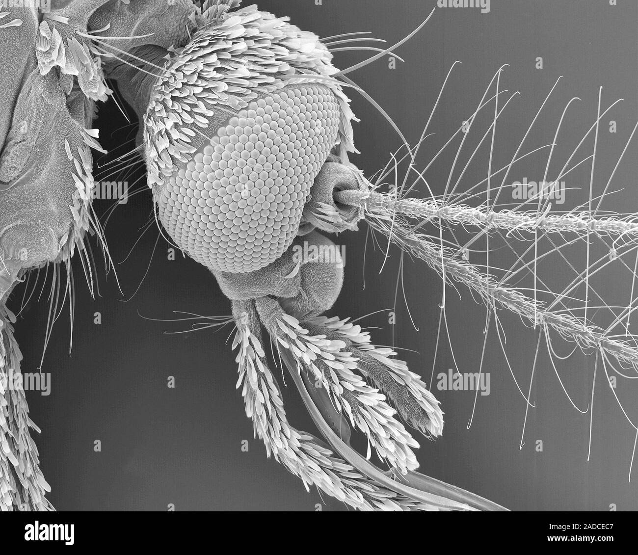 Scanning electron micrograph (SEM) of Female Asian tiger mosquito head ...