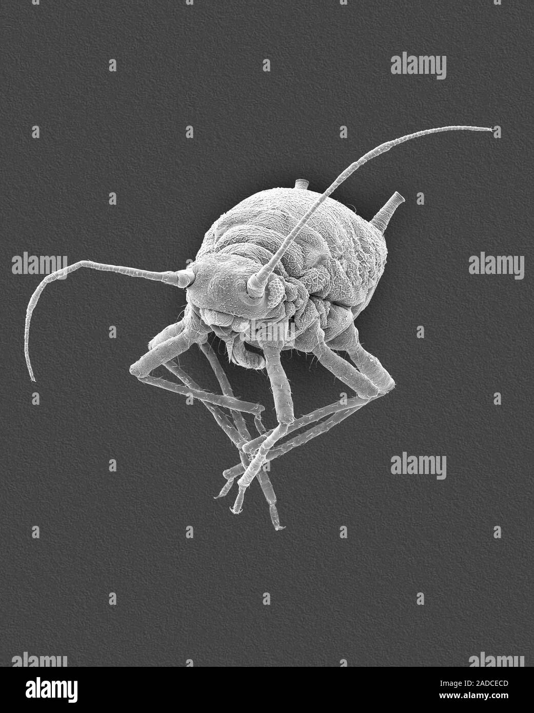 Scanning electron micrograph (SEM) of Cotton aphid (Aphis gossypii) is ...