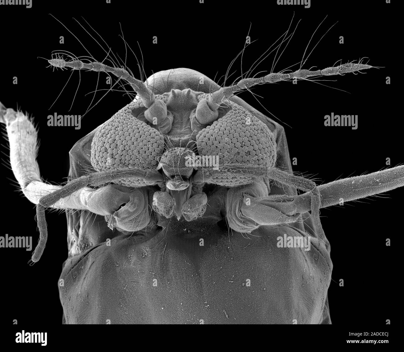 Scanning electron micrograph (SEM) of Biting midge (Culicoides ...