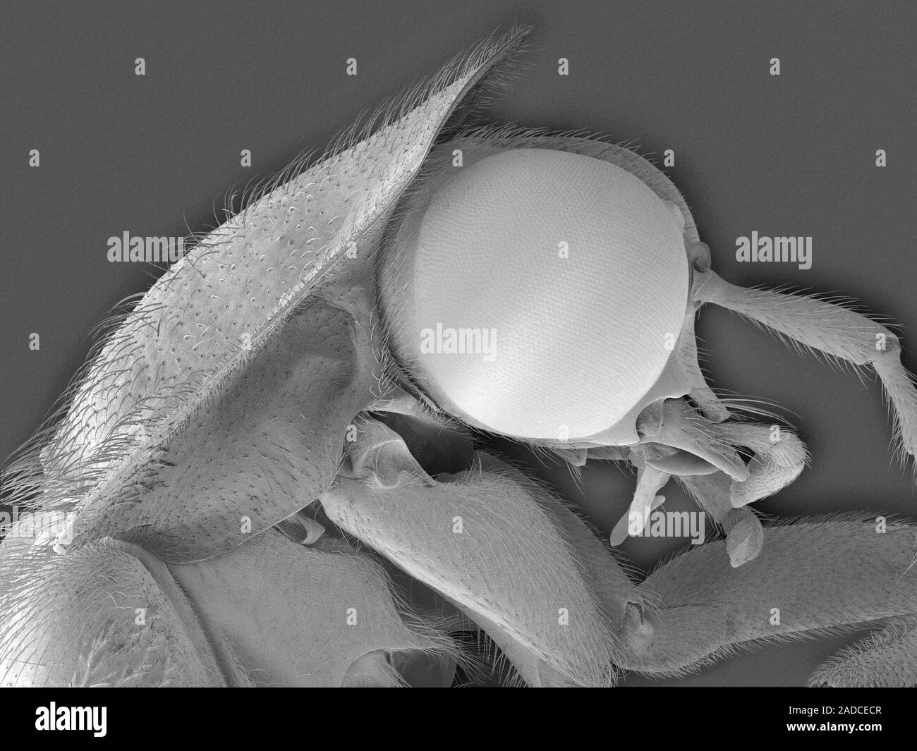 Scanning electron micrograph (SEM) of common firefly ventral body ...
