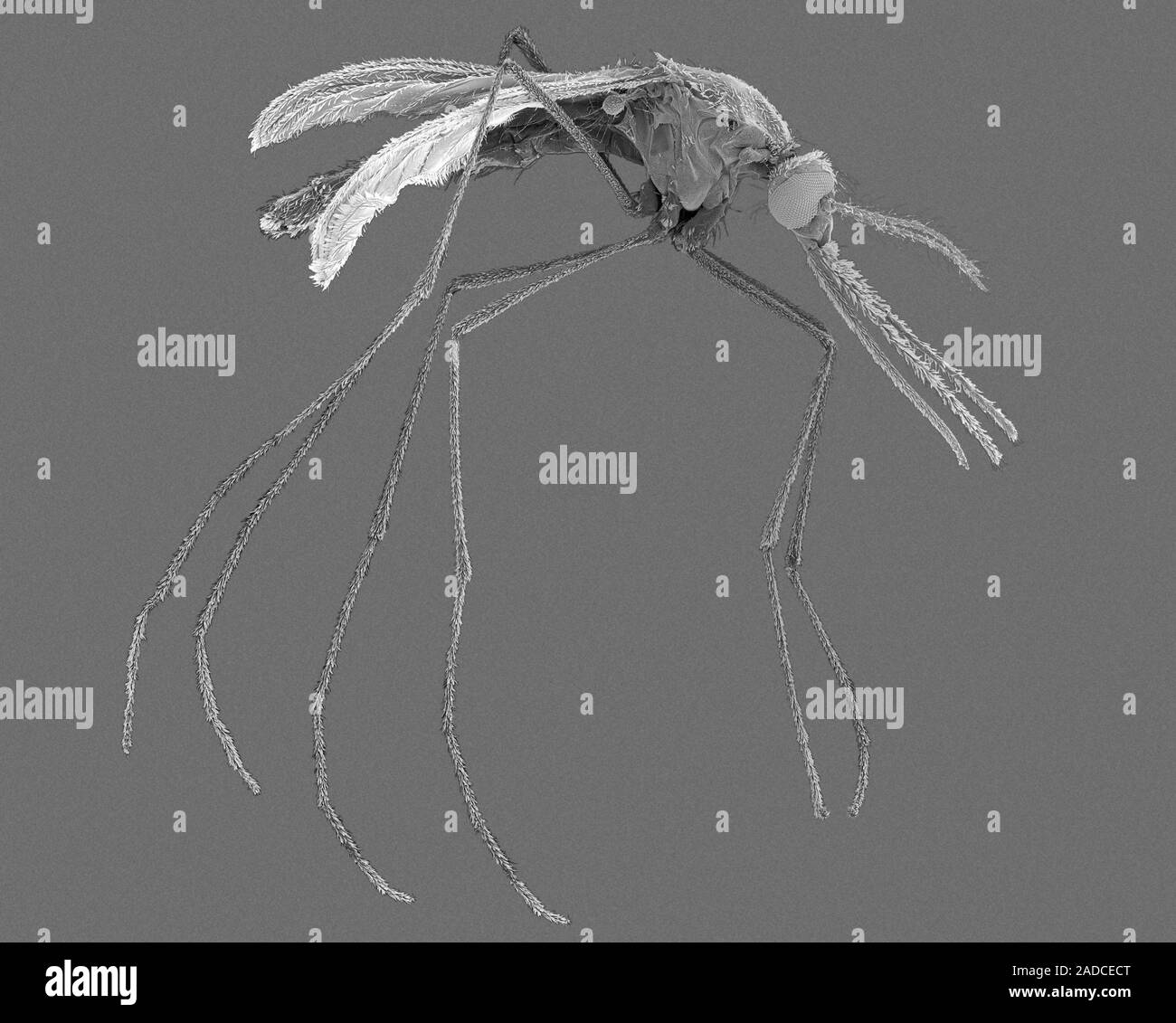 Scanning electron micrograph (SEM) of Female mosquito with prominent ...