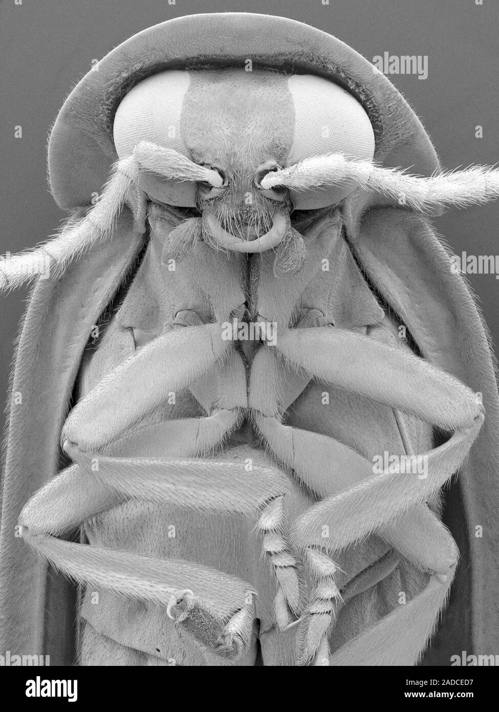 Scanning electron micrograph (SEM) of common firefly ventral body ...