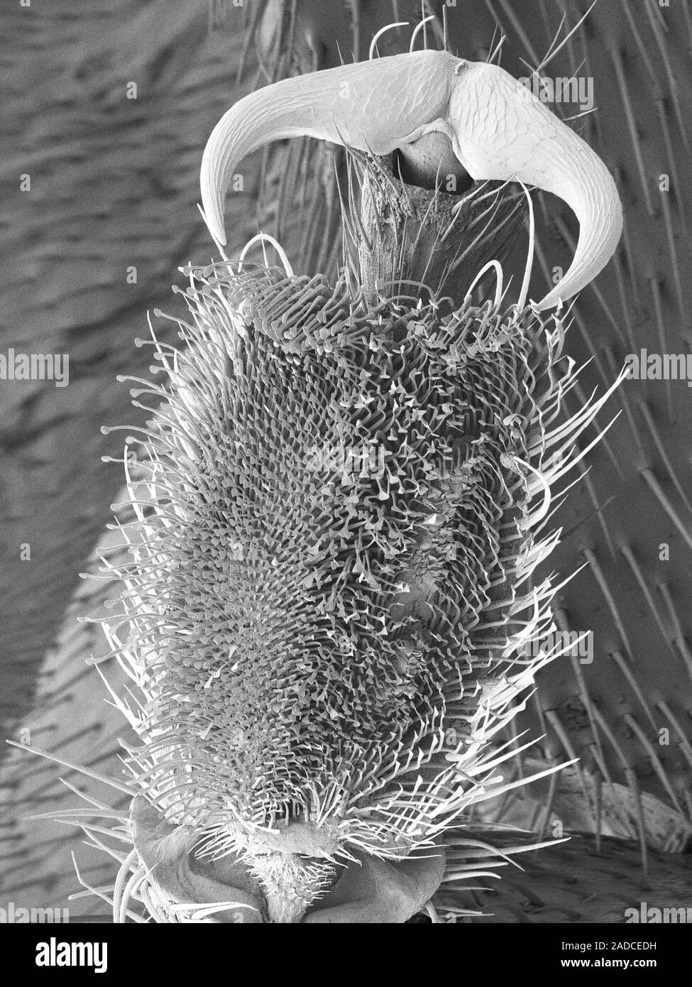 Scanning electron micrograph (SEM) of Common firefly leg tarsus ...