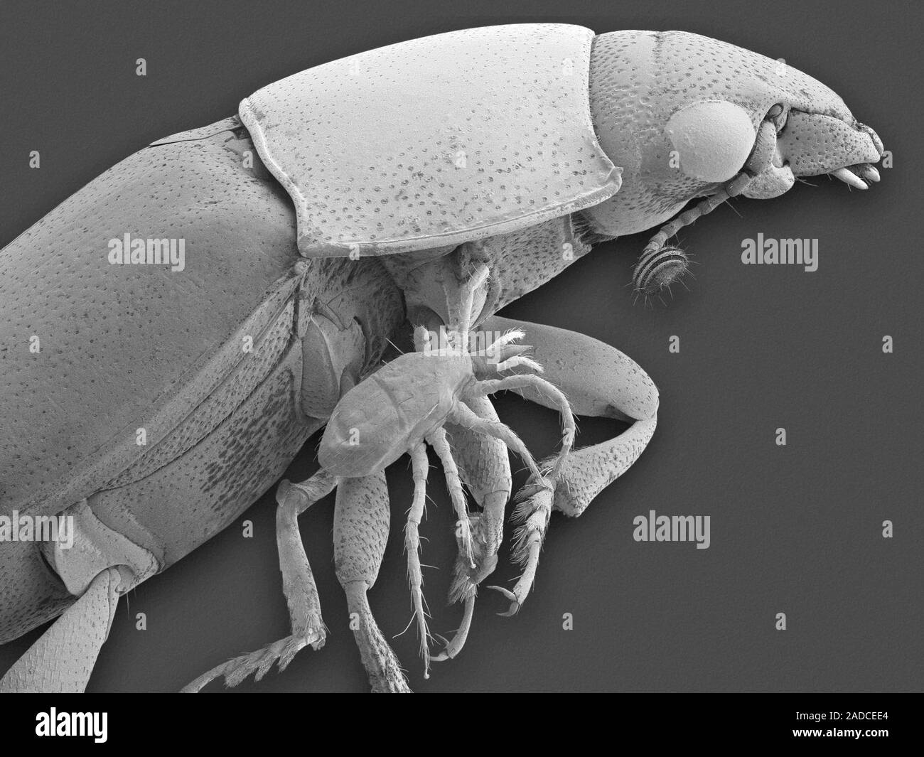 Scanning electron micrograph (SEM) of carrion (sexton) beetle ...