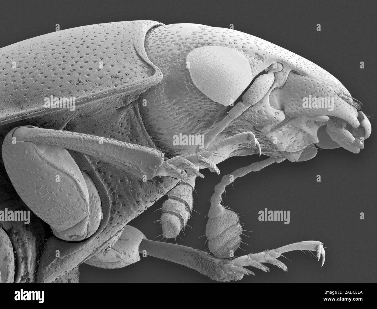 Scanning electron micrograph (SEM) of Carrion (sexton) beetle head and ...