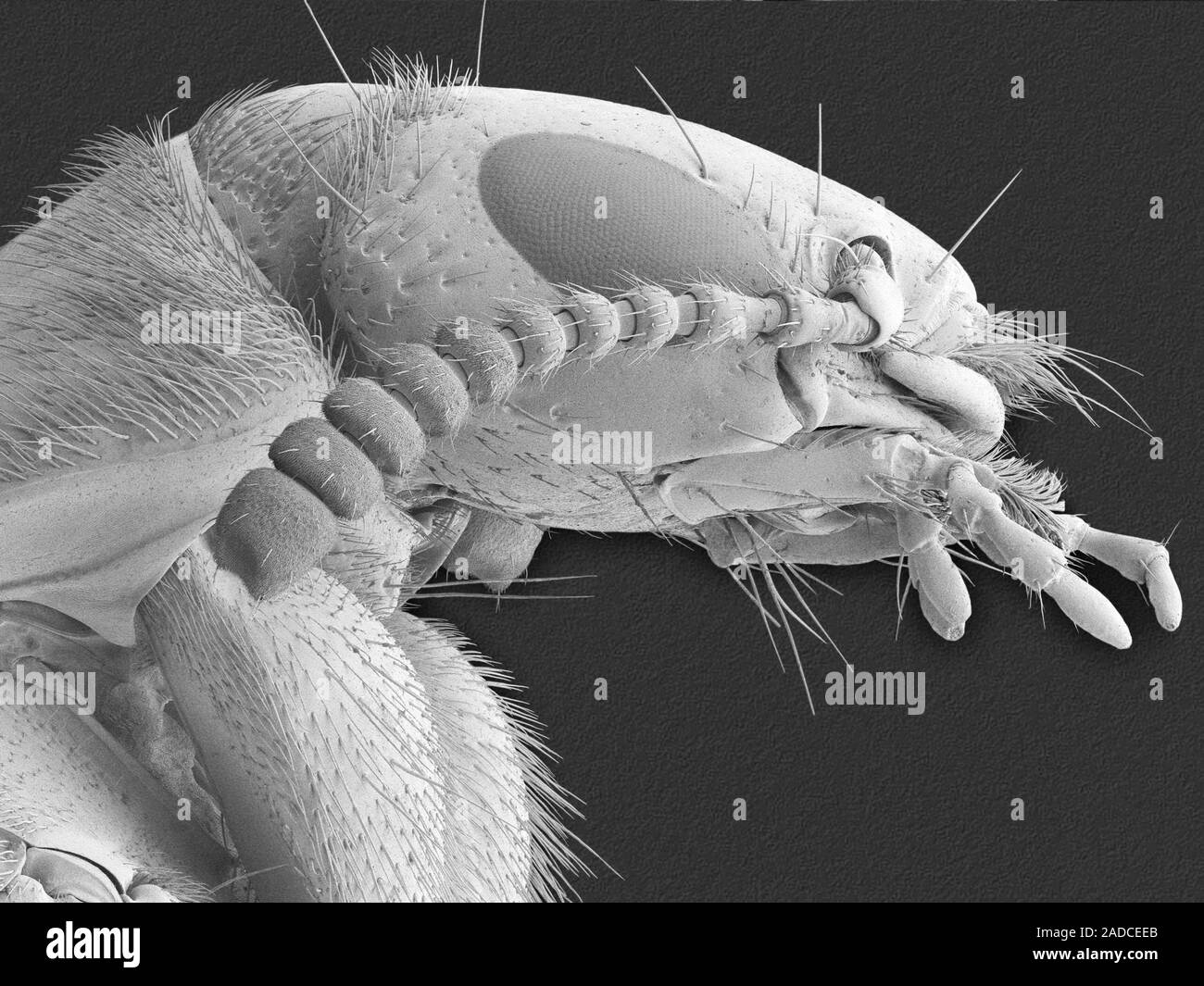 Scanning electron micrograph (SEM) of rove beetle (Creophilus sp ...