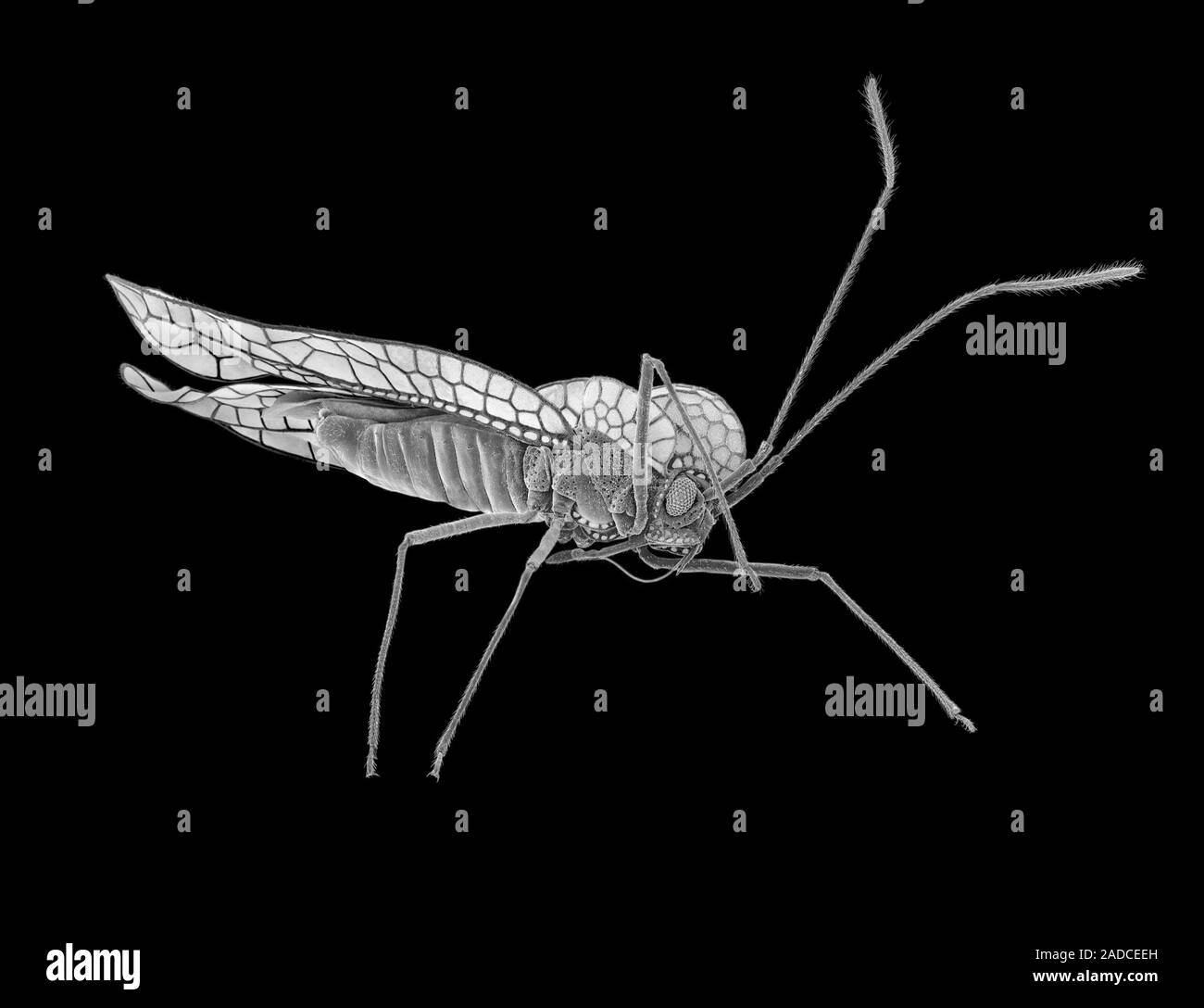 Scanning electron micrograph (SEM) of Azalea lace bug (Stephanitis ...