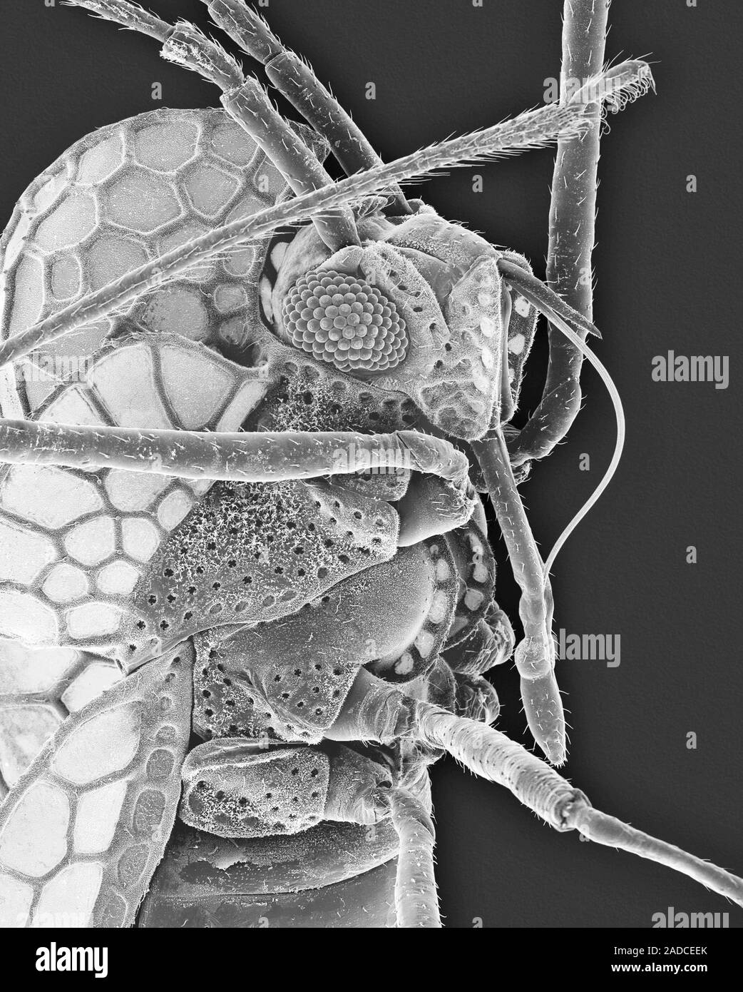 Scanning electron micrograph (SEM) of Azalea lace bug head, proboscis ...