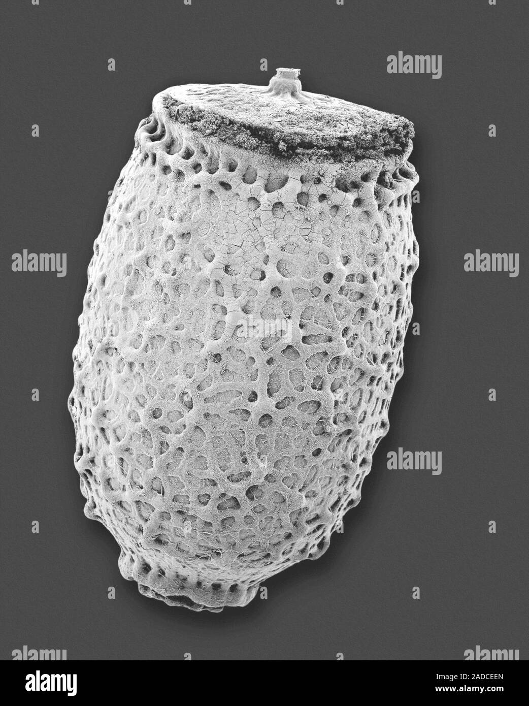 Scanning electron micrograph (SEM) of Walking stick egg case (Lonchodes ...