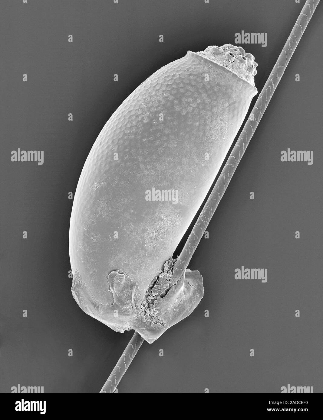 Scanning electron micrograph (SEM) of Long-nosed cattle louse egg case ...