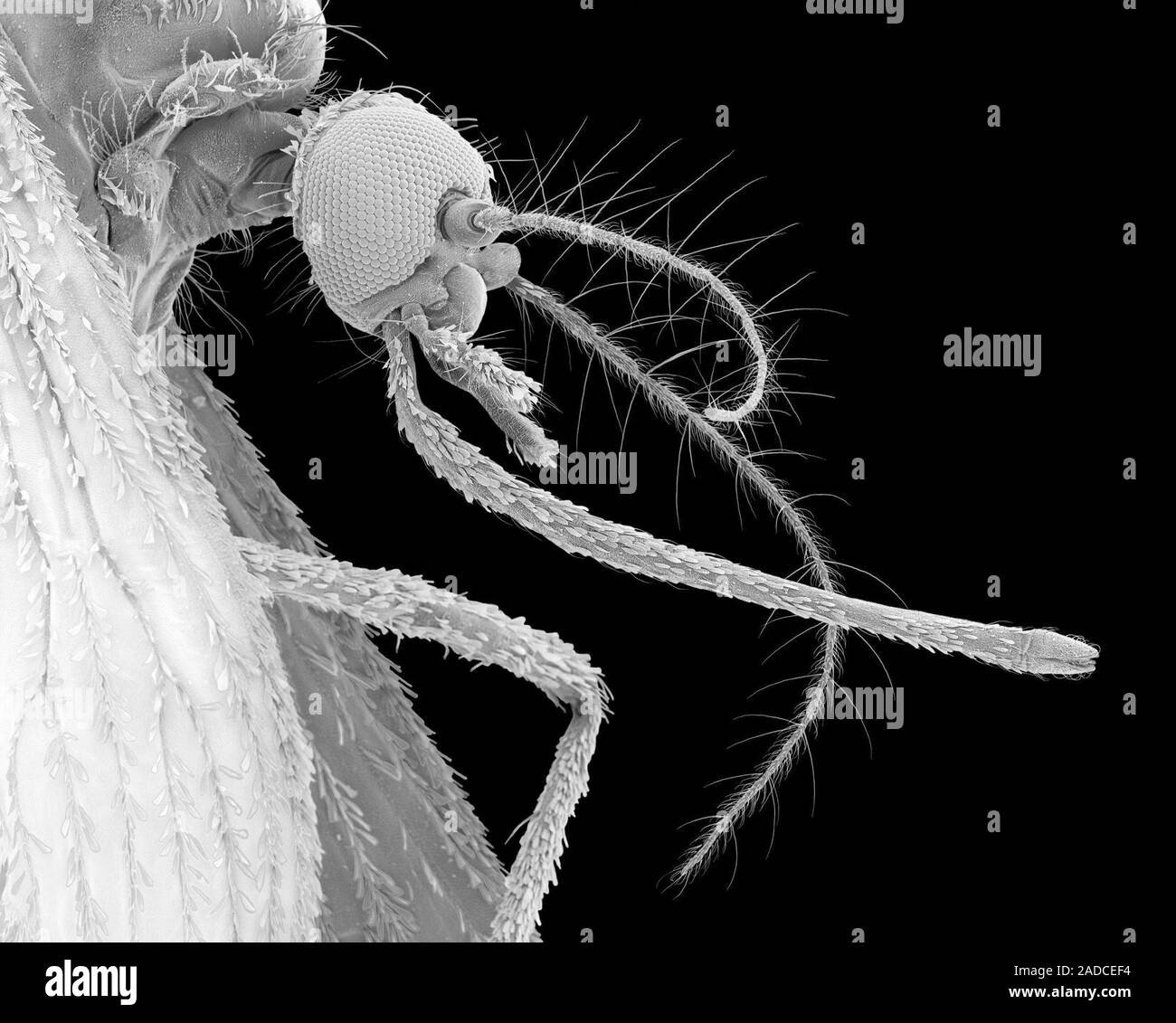 Scanning electron micrograph (SEM) of Northern house mosquito (Culex ...