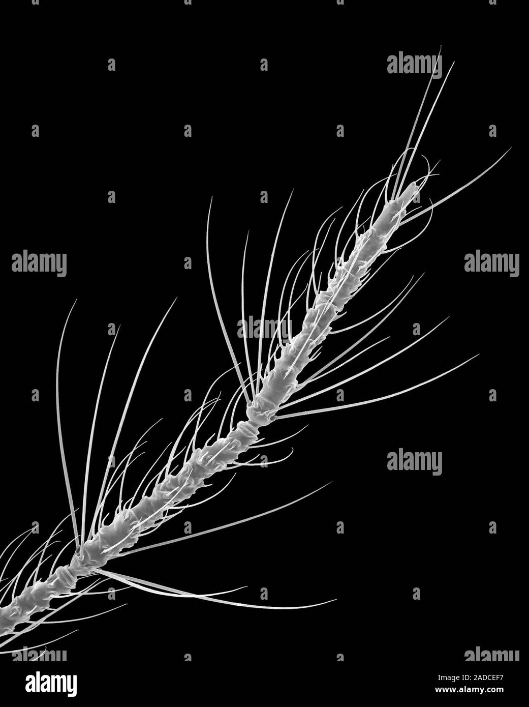Scanning electron micrograph (SEM) of Common house mosquito antenna ...