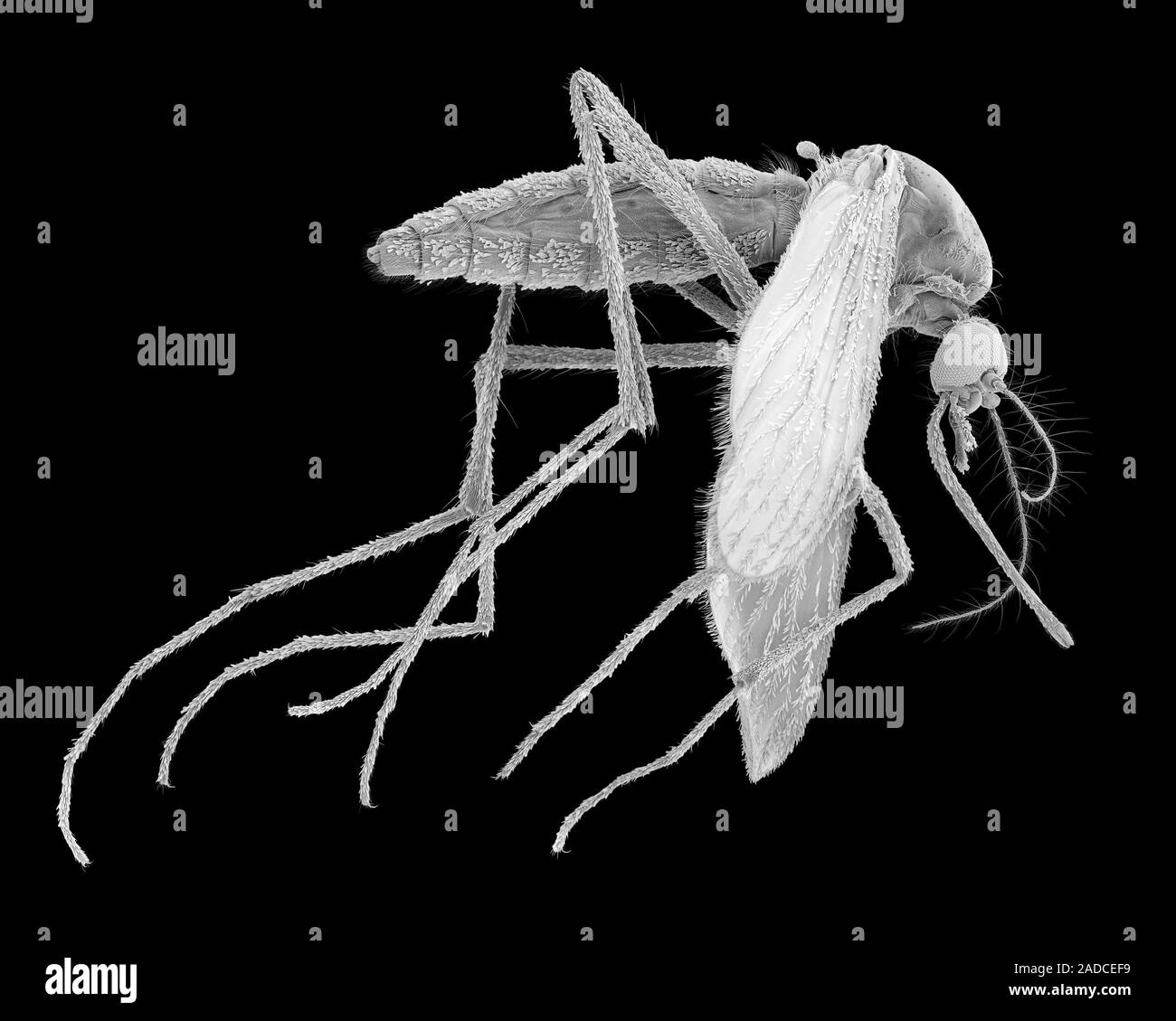 Scanning electron micrograph (SEM) of Common house mosquito (Culex spp ...