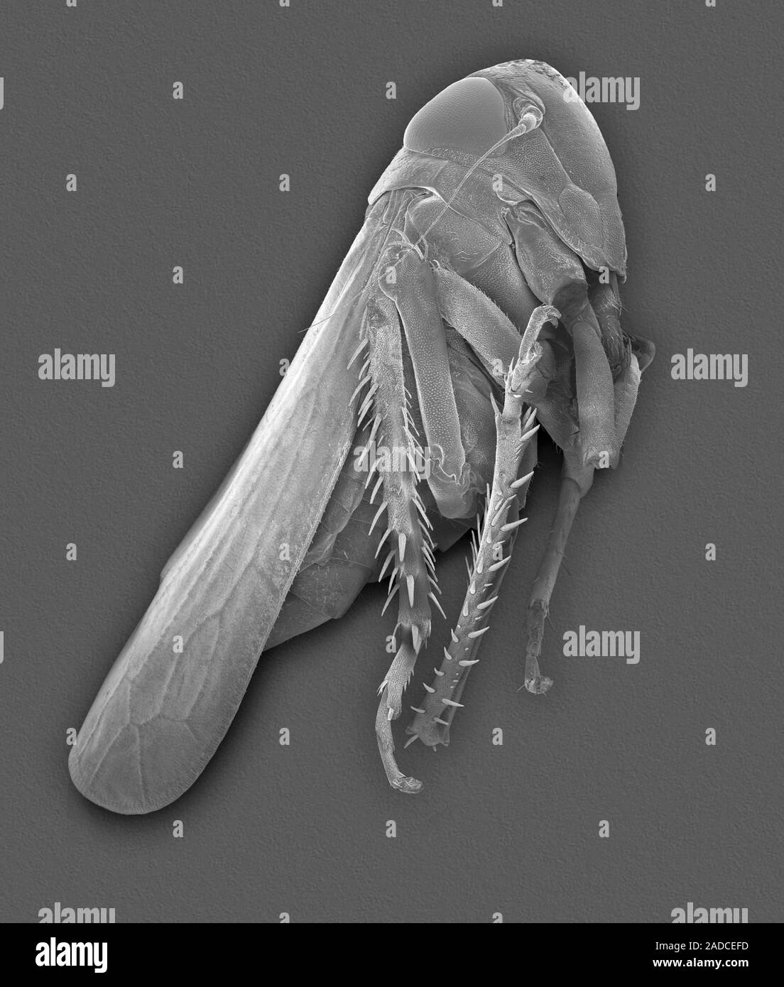 Scanning electron micrograph (SEM) of Potato leafhopper (Empoasca fabae ...