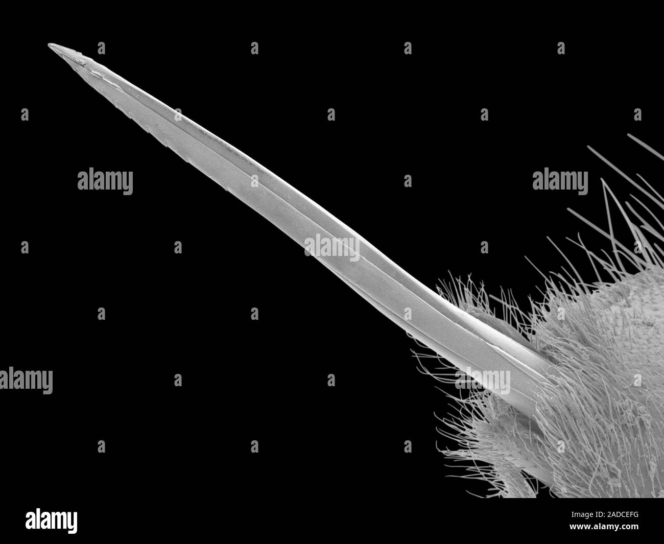 Scanning electron micrograph (SEM) of Western yellowjacket wasp stinger ...