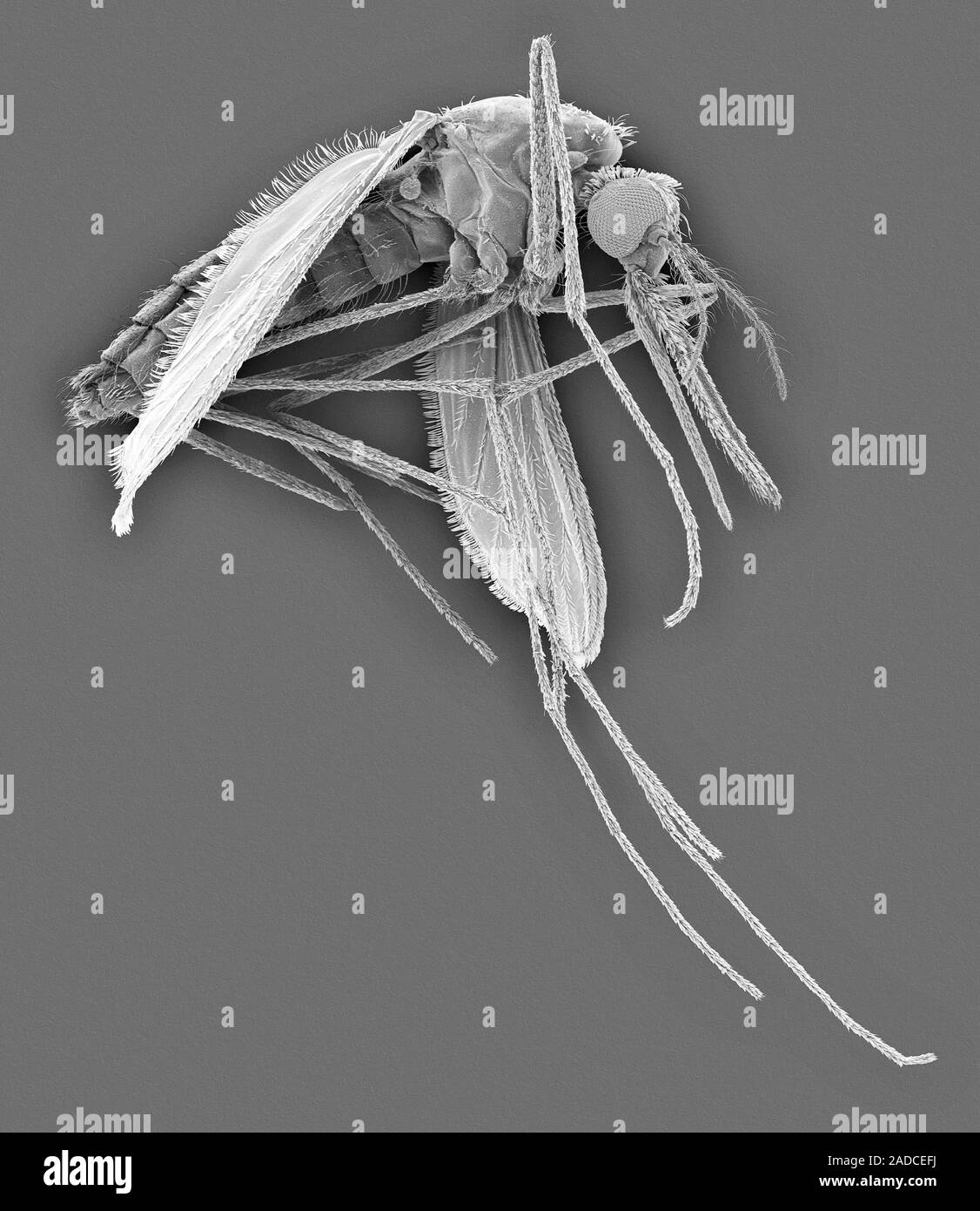 Scanning electron micrograph (SEM) of Anopheles stephensi, female ...