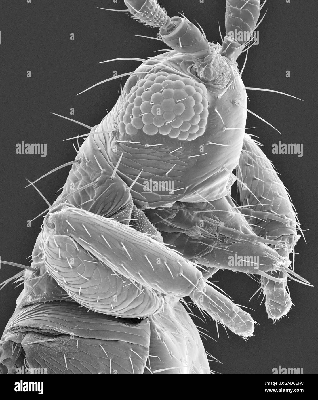 Scanning electron micrograph (SEM) of Western flower thrips adult ...