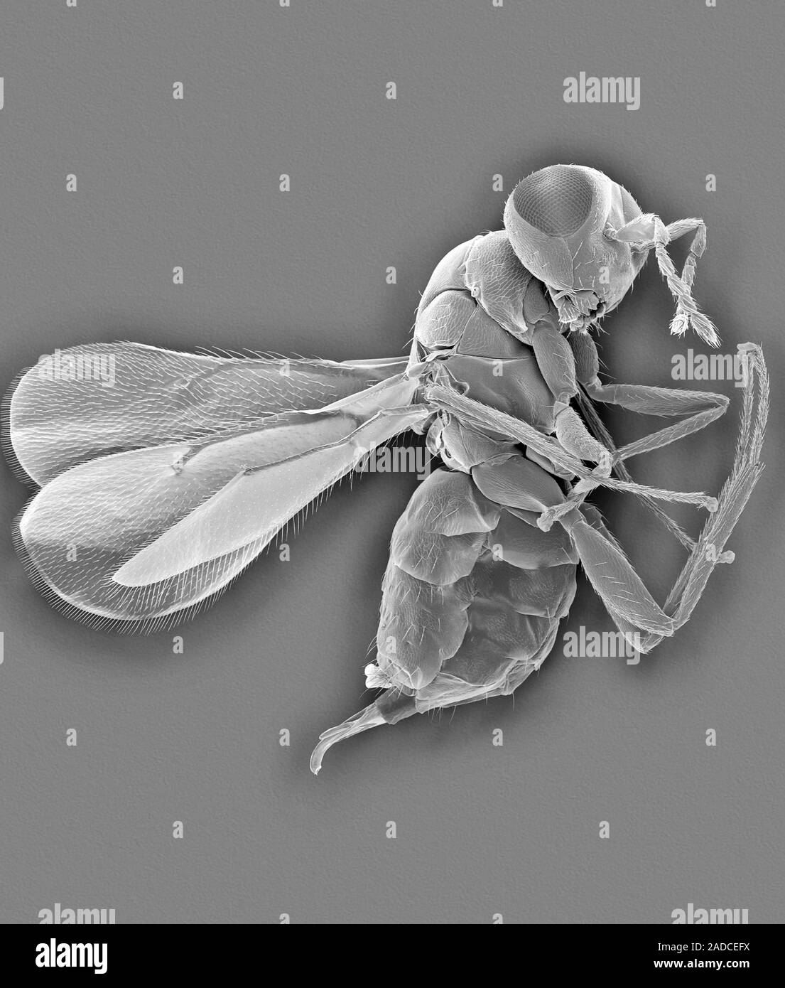 Scanning electron micrograph (SEM) of Erythrina gall wasp ...